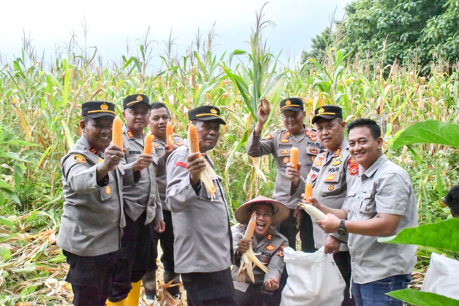 Polresta Cirebon Gelar Panen Raya Jagung Ketahanan Pangan Dalam Rangka Mendukung Program Asta ...